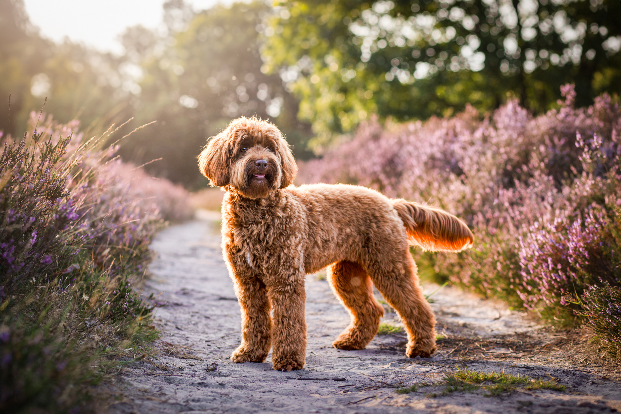 Australian Labradoodle pup checklist: dit heb je nodig - ALAEU.com