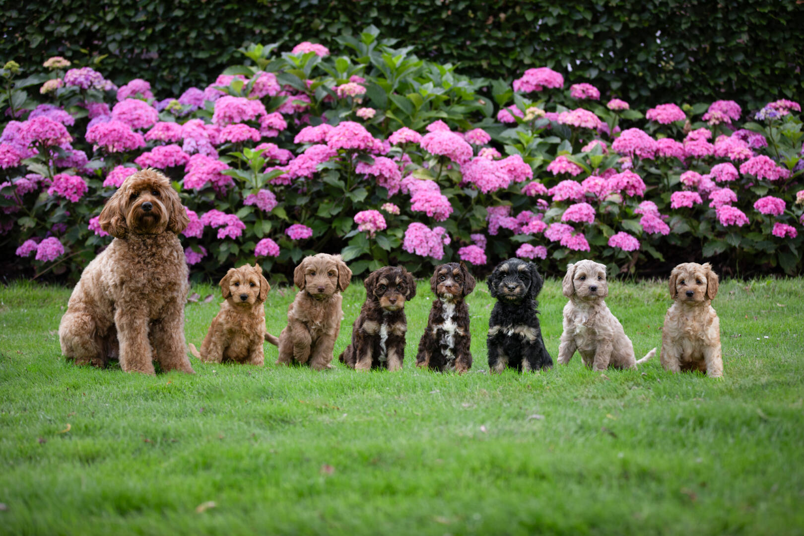 Alles over de formaten, vacht en kleuren van de Australian Labradoodle ...