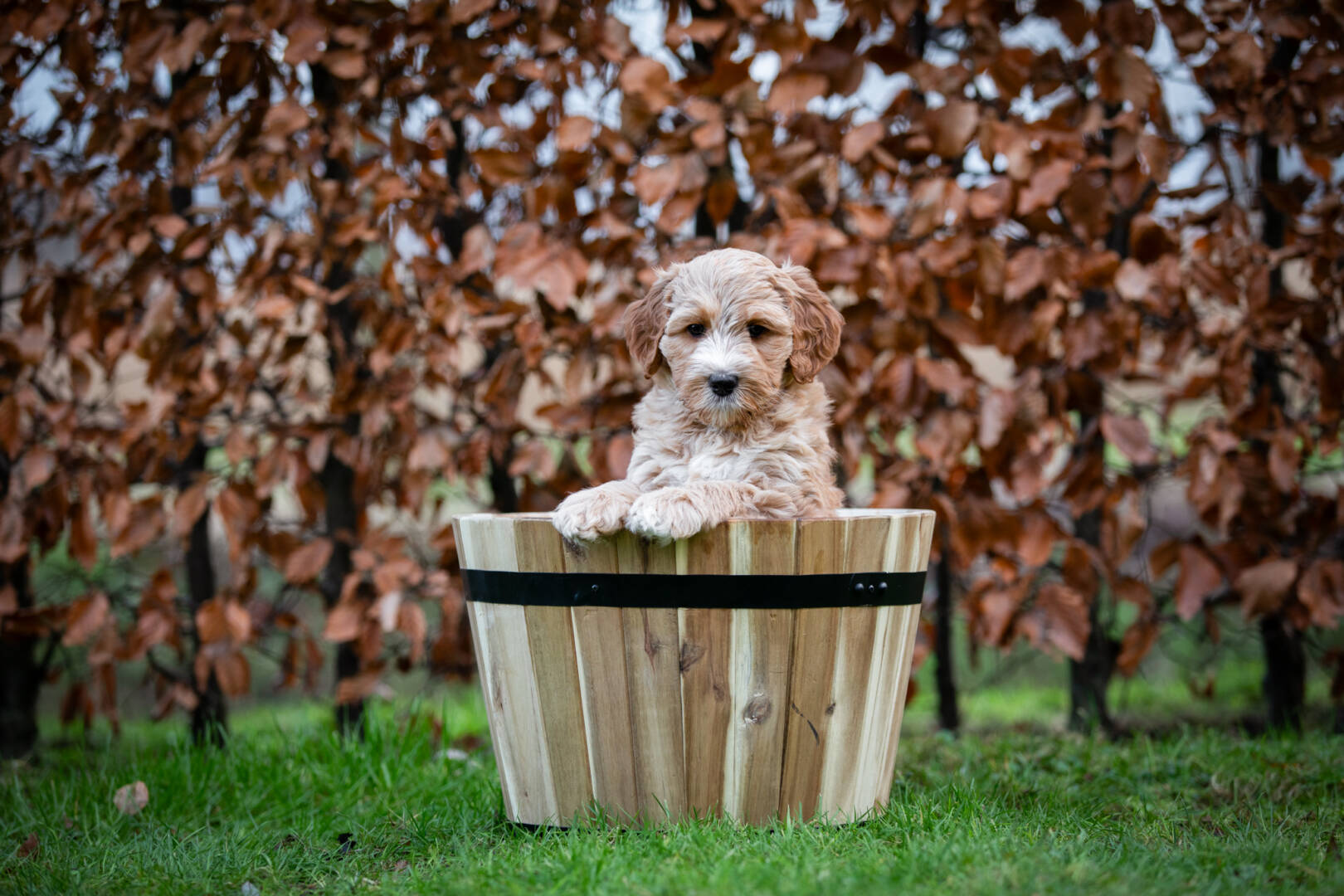 Australian Labradoodle puppy checklist: what you need - ALAEU.com